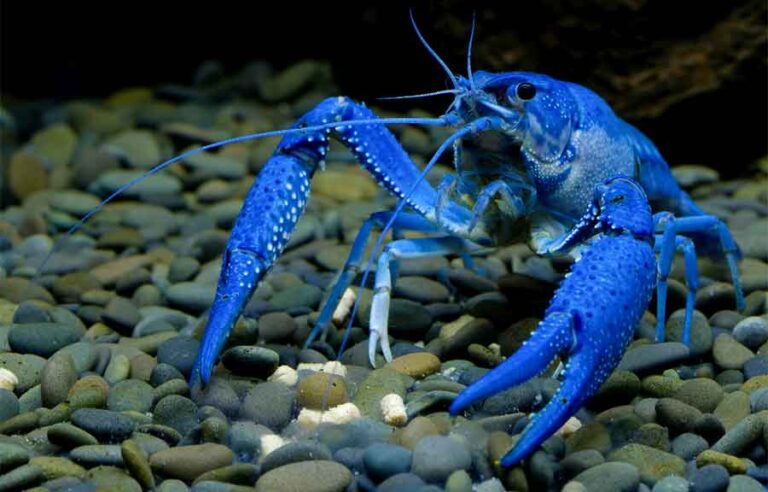 Blue Crayfish (Procambarus alleni): A Step-by-Step Care Guide 2021