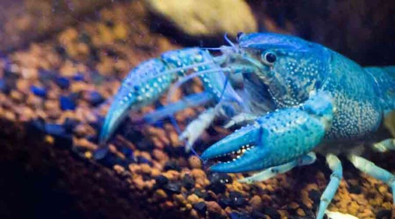 Breeding Crayfish From Home: A Guide to How it Works