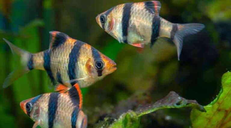 Tiger Barbs: A Care Guide for Keeping Tiger Barbs in Your Fish Tank