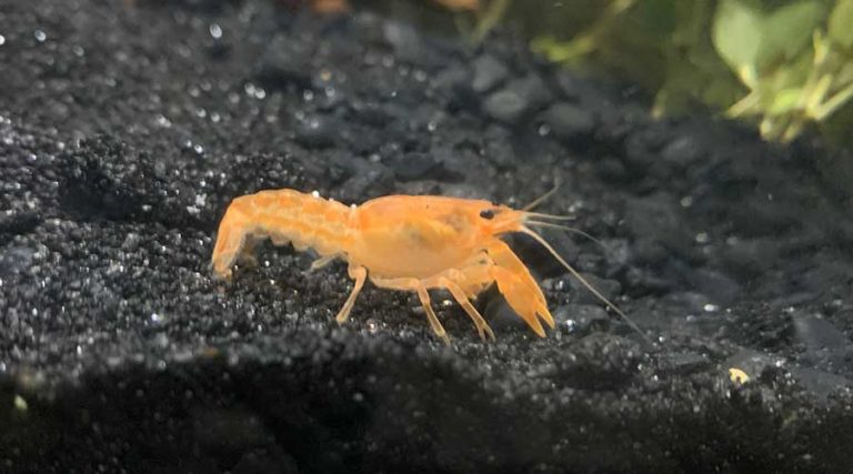 Mexican Dwarf Crayfish: Ultimate Guide for Care | 2021